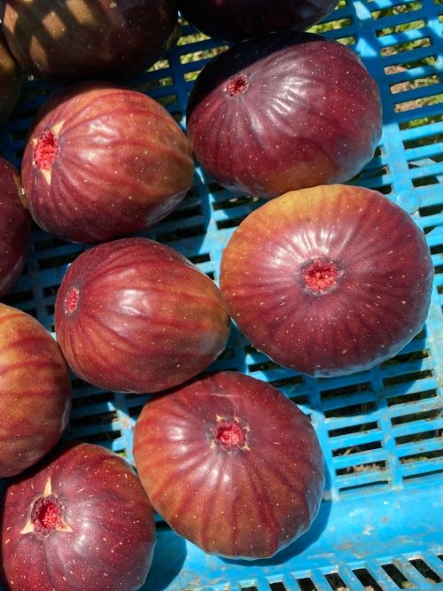 【ふうどガイド企画】花いちじくの収穫体験とタルトづくり | 鶴岡食文化創造都市推進協議会